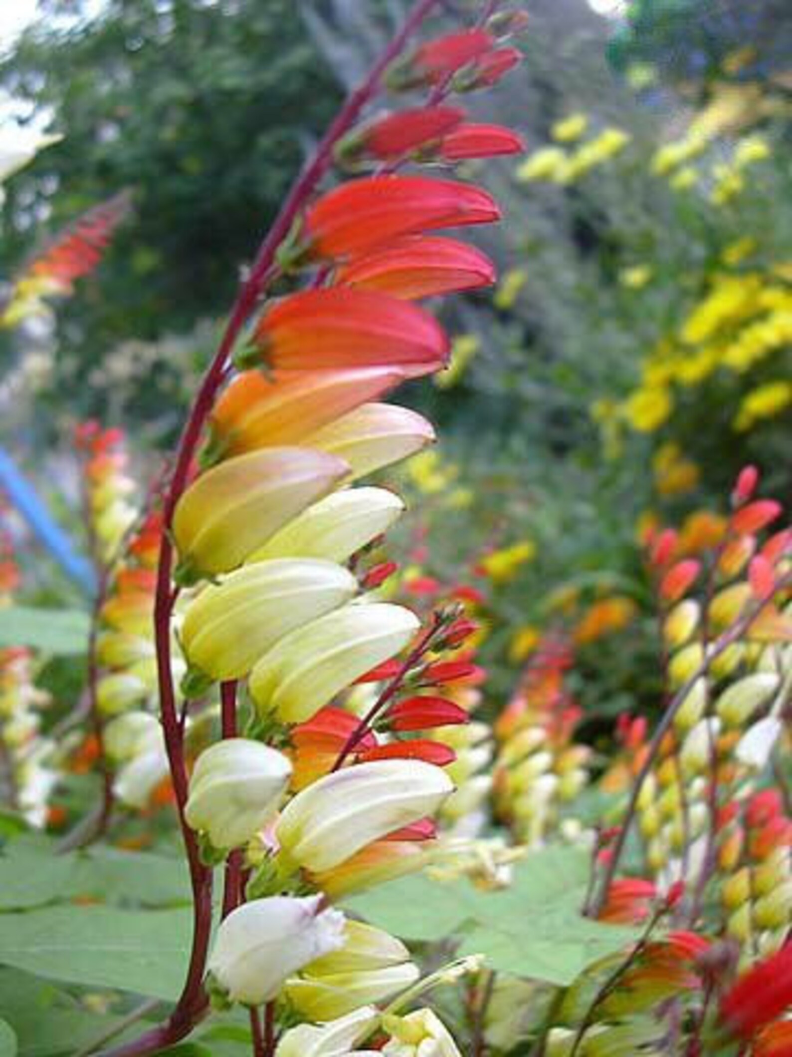 Exotic Love Vine Seeds, Firecracker, Spanish Flag, Mina Lobata, Ipomoea ...