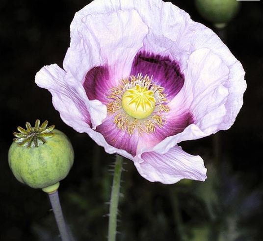 Outdoor & Gardening Seeds & Seed Bombs Home & Living USA SELLER Blue ...