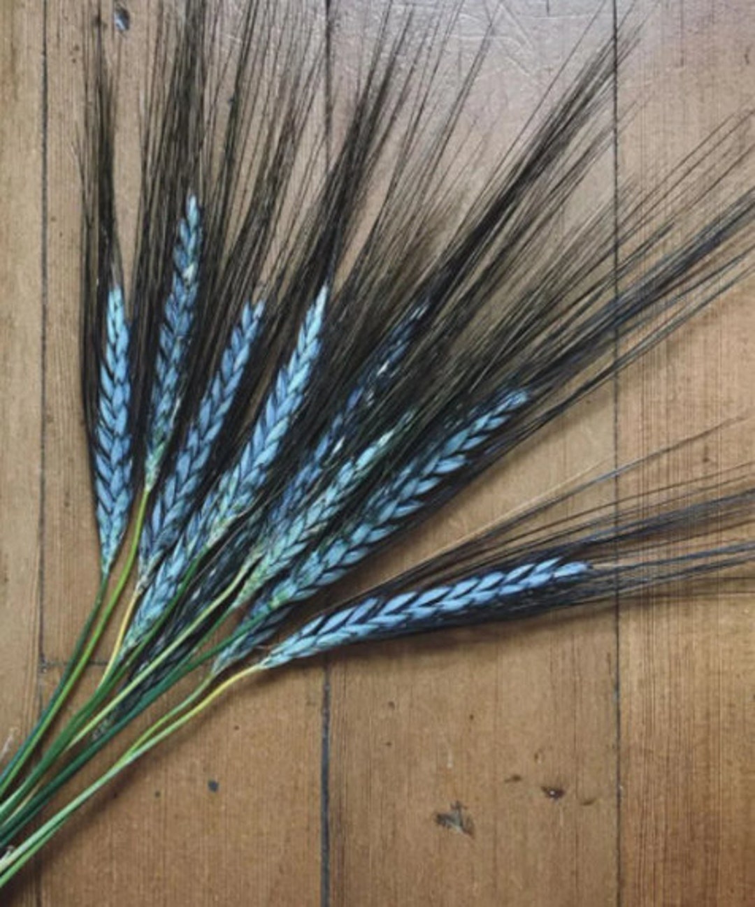 Utrecht Blue Wheat Seeds, Edible and Ornamental, Triticum Durum TR8025 ...