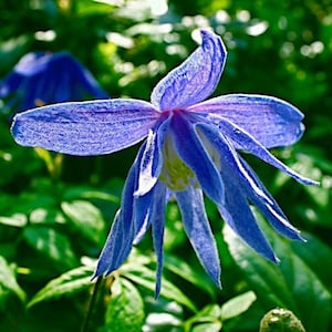 Downy Clematis Seeds, Clematis Macropetala, Vining Clematis CT2210 - Etsy