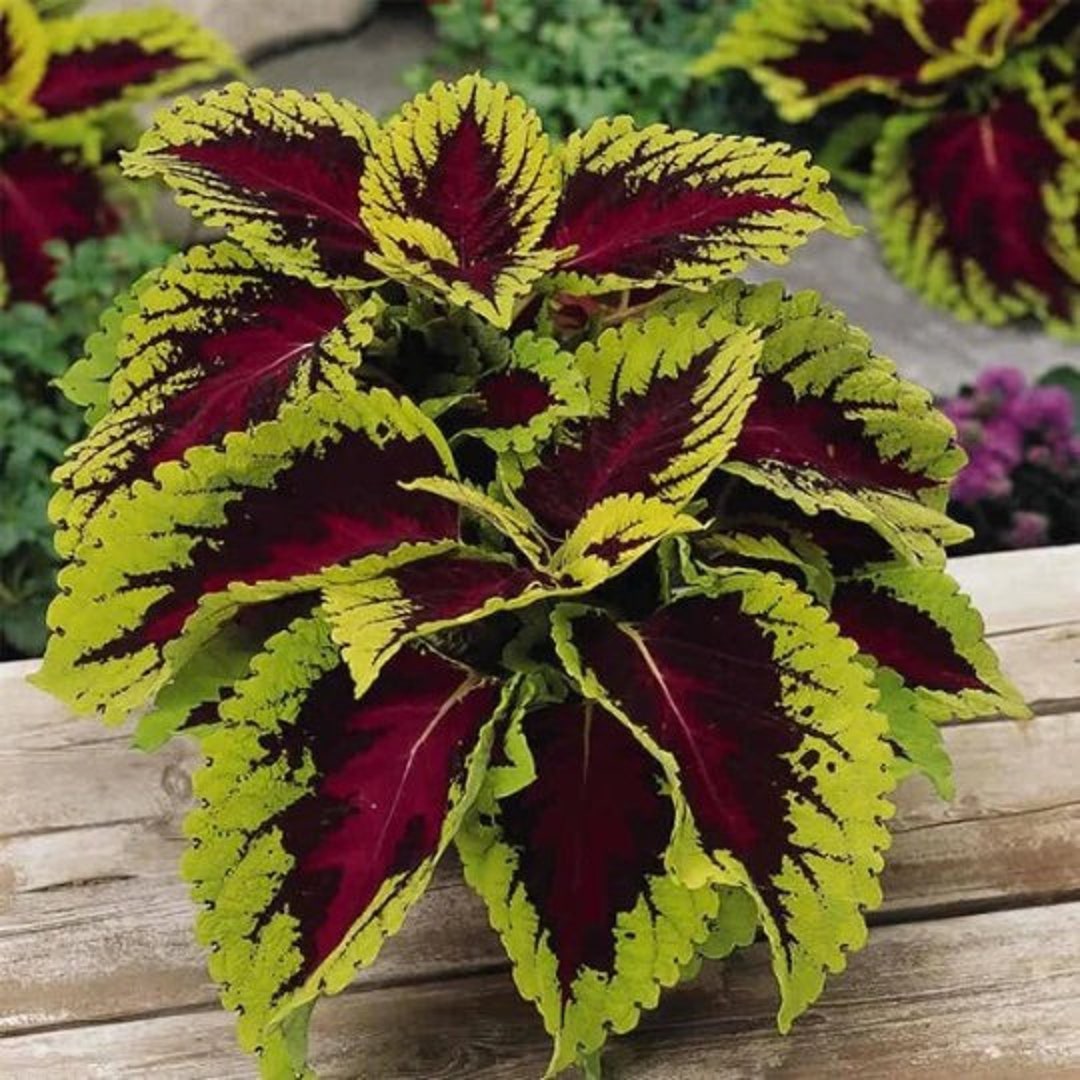 Kong Red Coleus Pelleted Seeds, Indoor Shade Plant CC0410P - Etsy