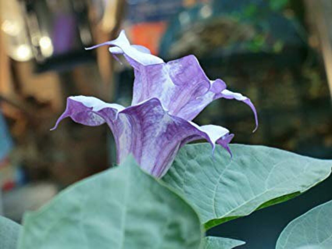 Black Currant Swirl Devil’s Trumpet Flower Seeds DA0110 - Etsy