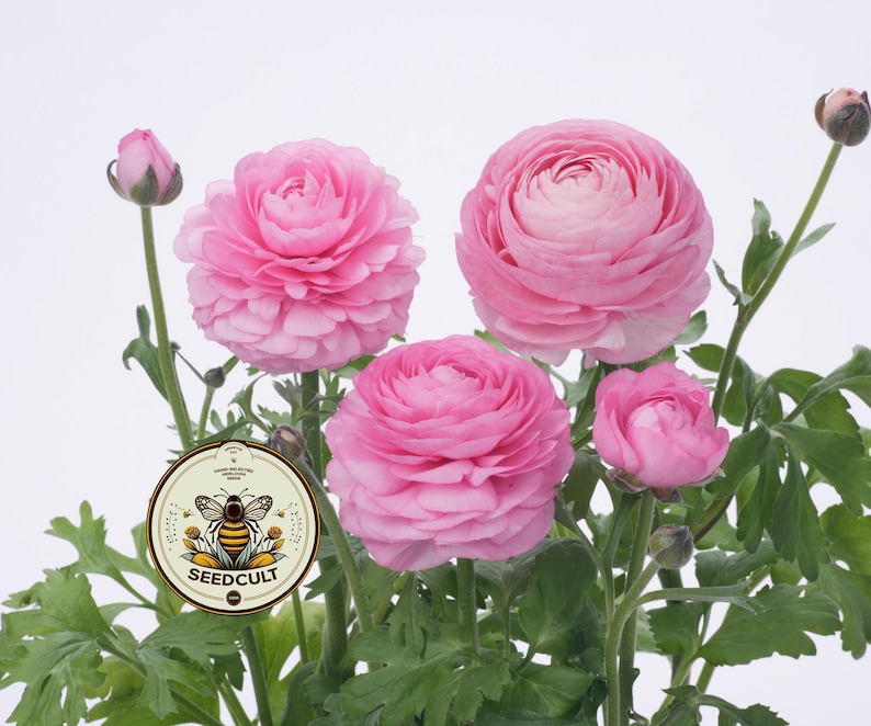 NEW! Bloomingdale Mix Ranunculus Seeds, Compact Container, Ranunculus ...