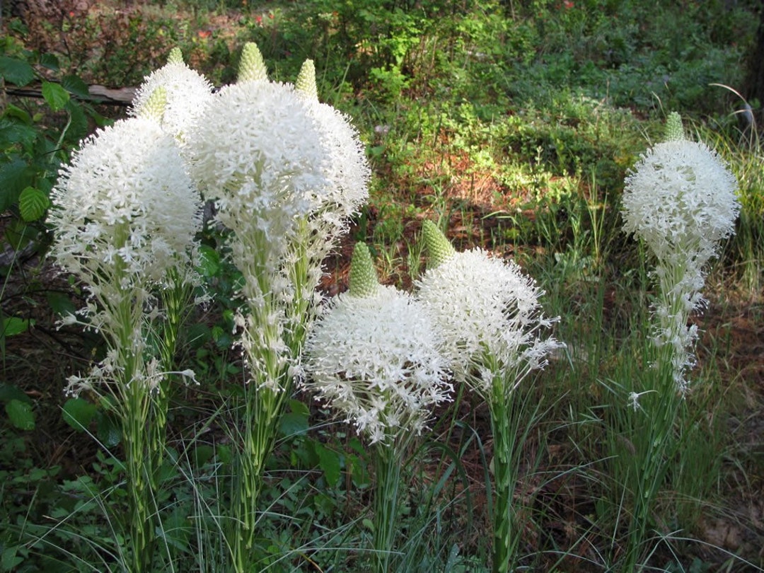 50 Bear Grass Seeds, Organic Xerophyllum Tenax XP0150 - Etsy