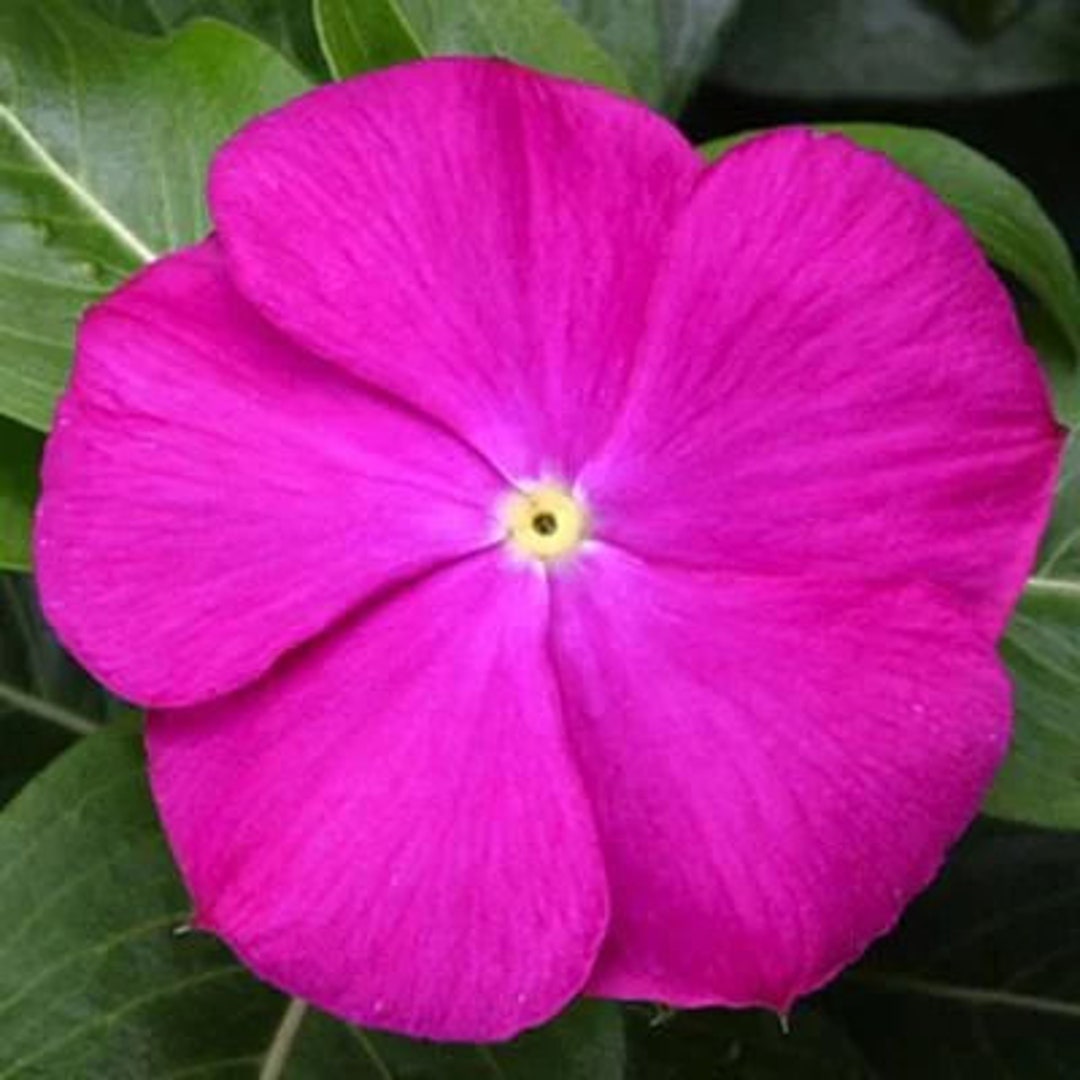 NEW! Deep Orchid Vinca Seeds, Periwinkle, Sunstorm Series, Catharanthus ...