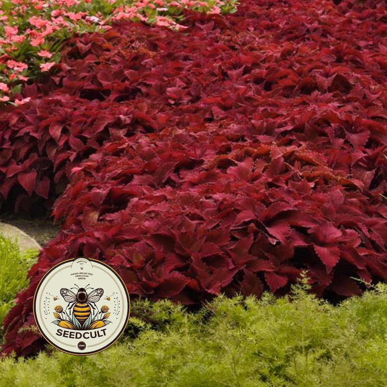 NEW! Sweet Paprika Coleus Seeds, Premium Sun, Indoor, Outdoor, Coleus ...