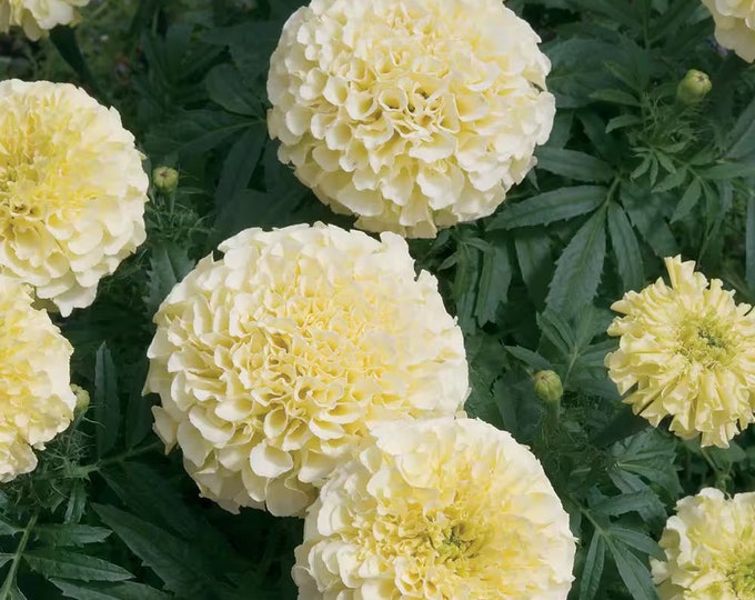 NEW Savannah Ivory Marigold Seeds, African, White Tagetes Erecta TG4550 ...