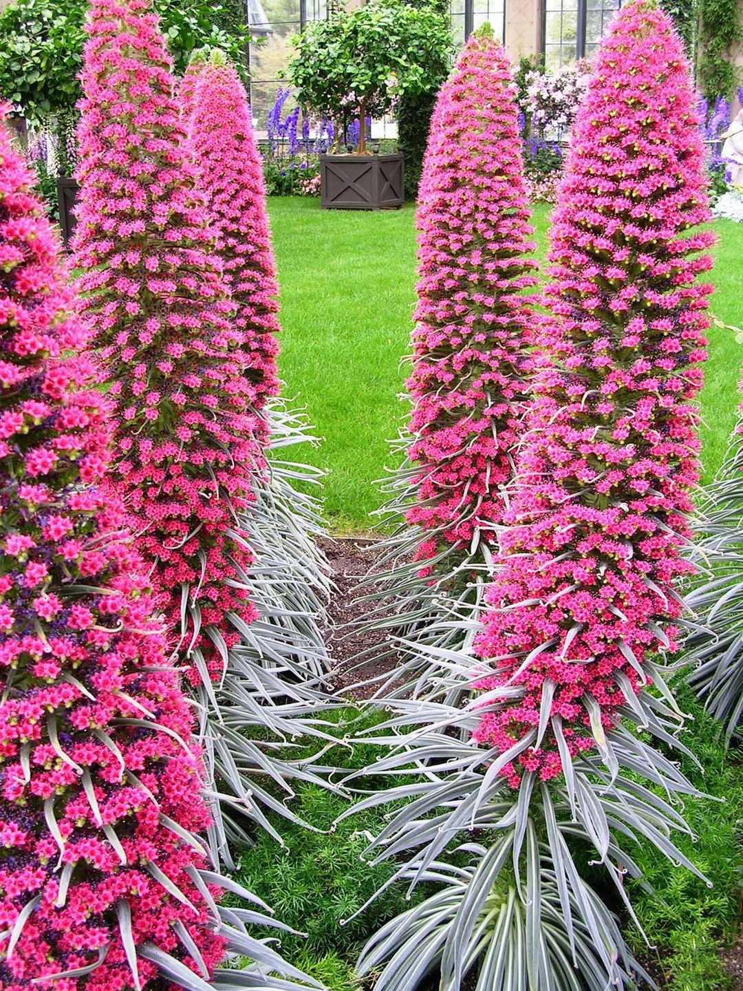 Tower of Jewel Seeds, Echium Pininana, Pink-red EC8210 - Etsy