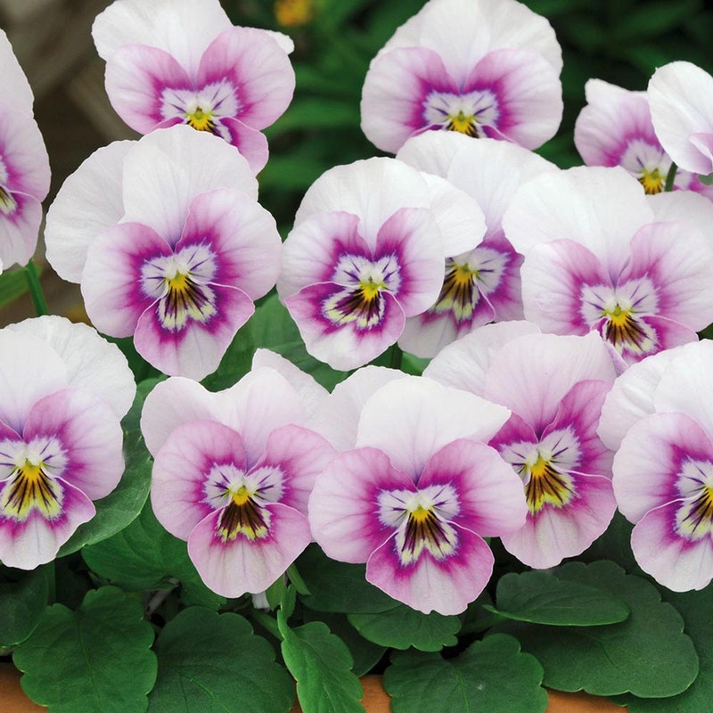 Viola Plants for Winter - Etsy