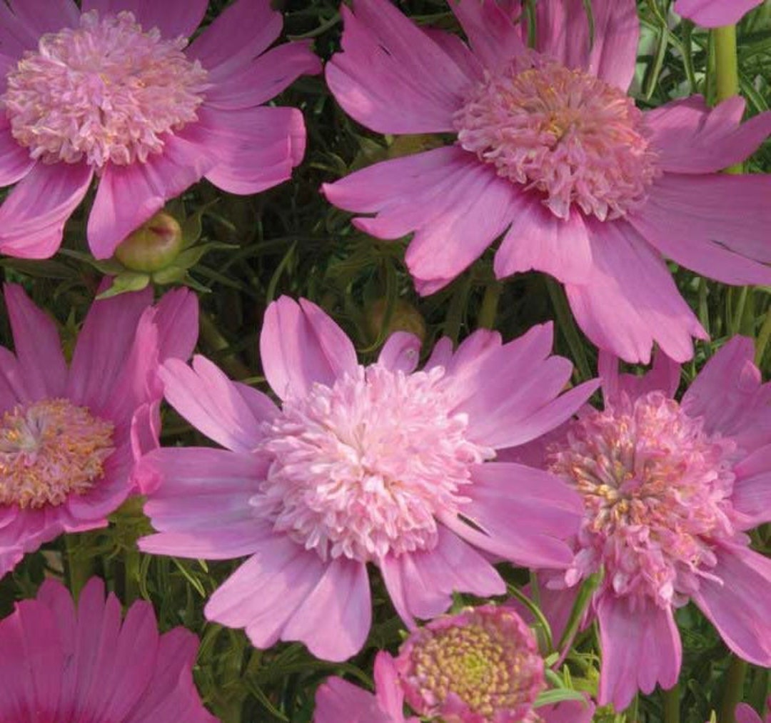 Pink Popsocks Cosmos Seeds, Cosmos Bippinatus CO0625 - Etsy