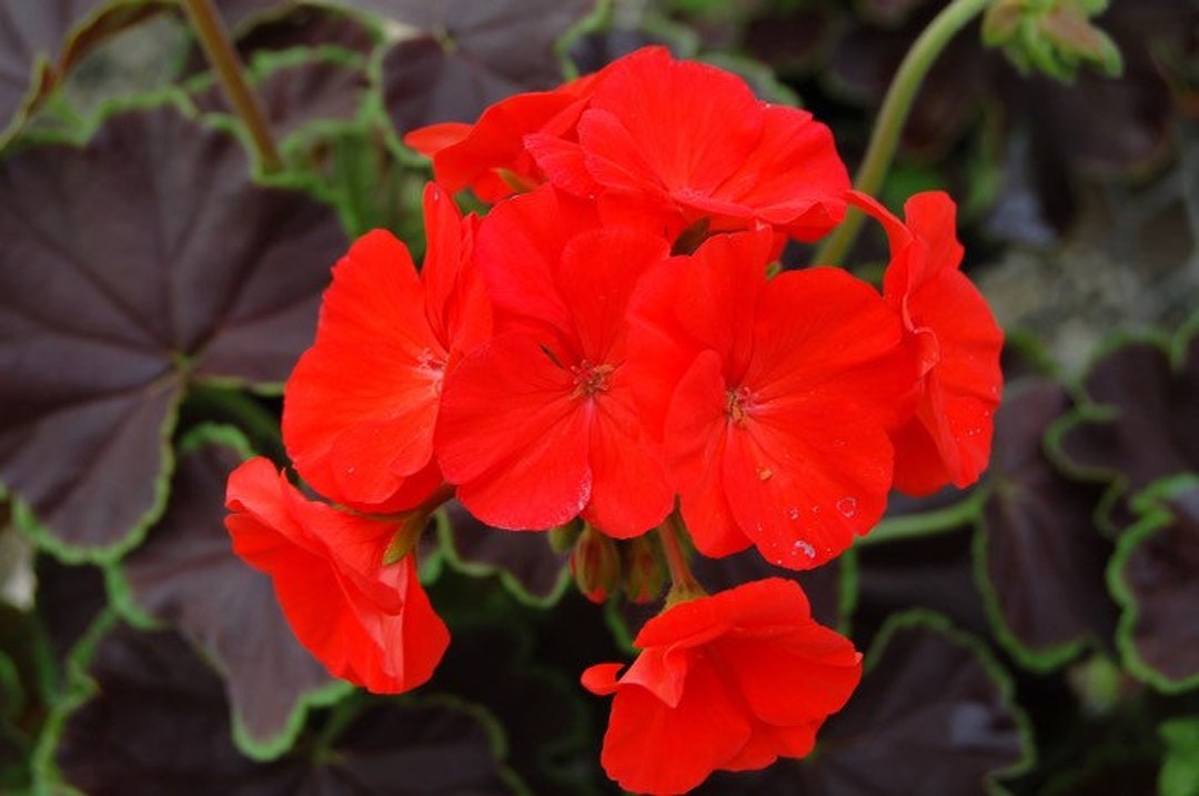 Black Velvet Red Geranium Seeds, 10 Coated Seeds PZ4110 - Etsy
