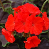 15 Geranium Seeds Pinto Deep Rose Geranium Pinto - Etsy