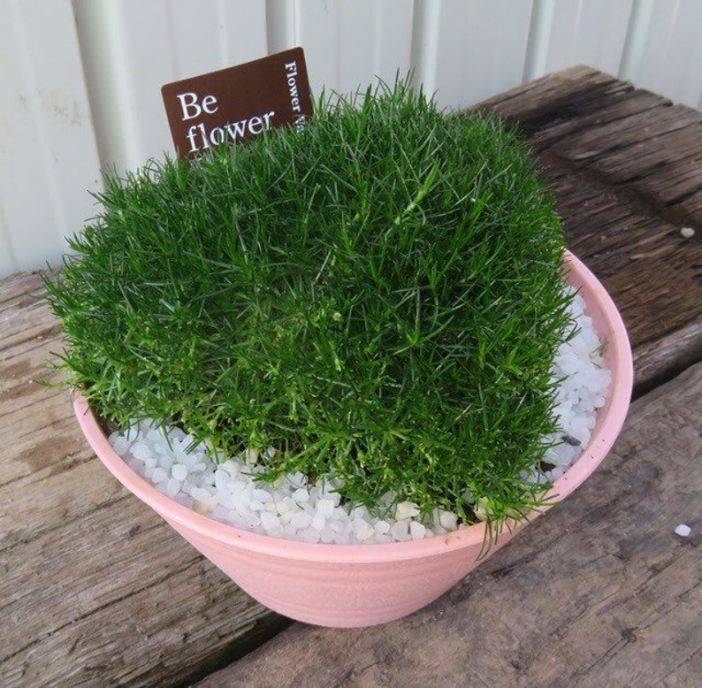 5000 Irish Moss Seeds Sagina Subulata Pearlwort Ground - Etsy