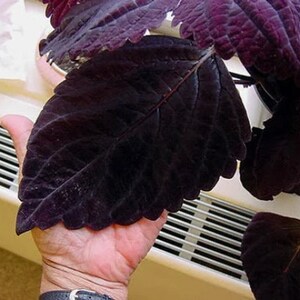 Giant Chocolate Coleus, Palisandra Exhibition Seeds, Indoor Shade Plant ...