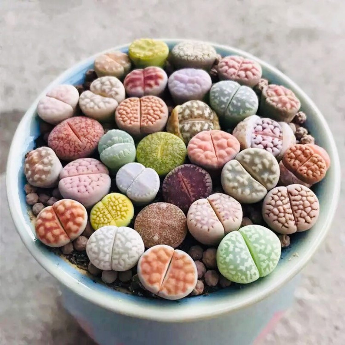 Mixed Lithops SEEDS Huge Variety of Species With Vibrant - Etsy