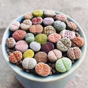 Mixed Lithops SEEDS, Huge Variety of Species With Vibrant Coloring ...