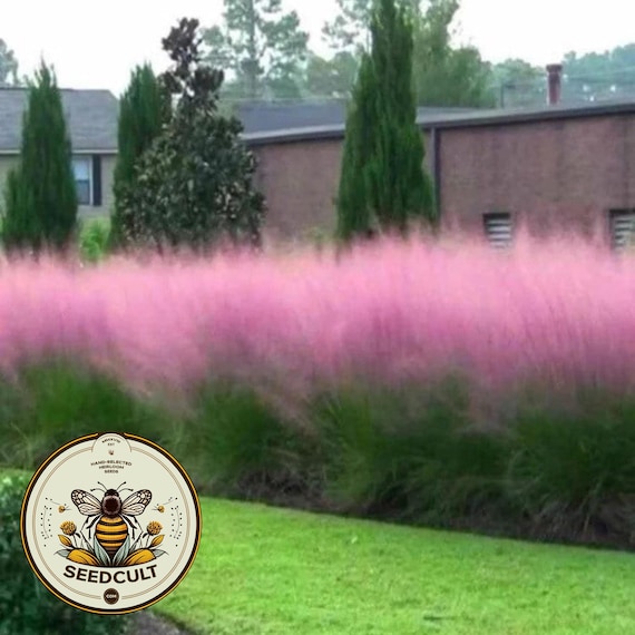Pink Muhly Grass Information