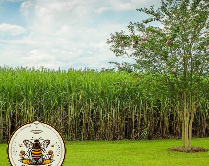 Sugar Cane - Apple Cane Variety. for Juicing and Eating. - Etsy