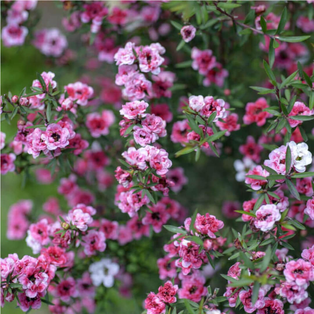 Manuka Tree Seeds, Manuka Honey, Broom Tea Tree, Leptospermum Scoparium ...