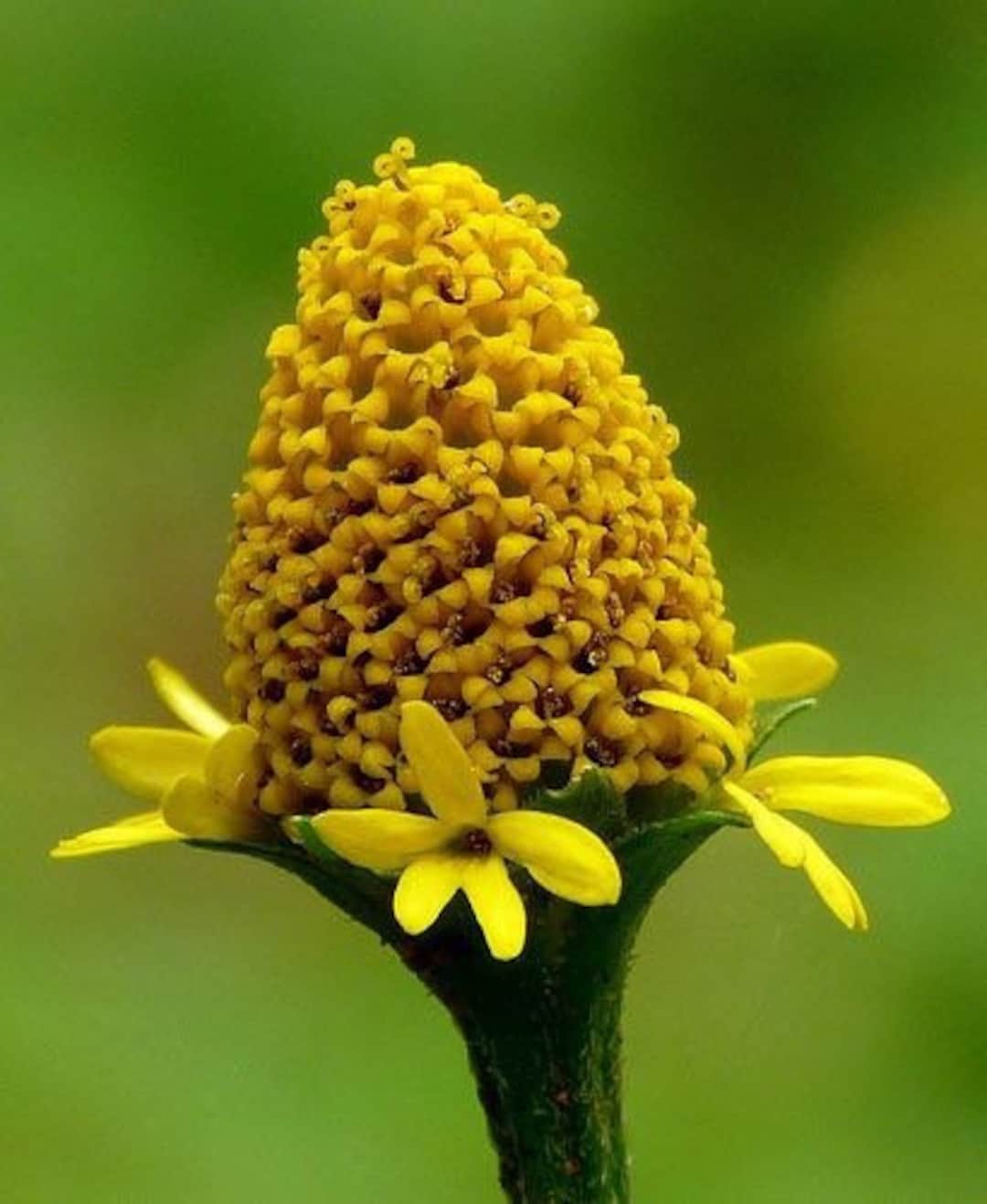 Medicinal Toothache Plant Seeds, Lemon Drop, Natural Sore Throat ...