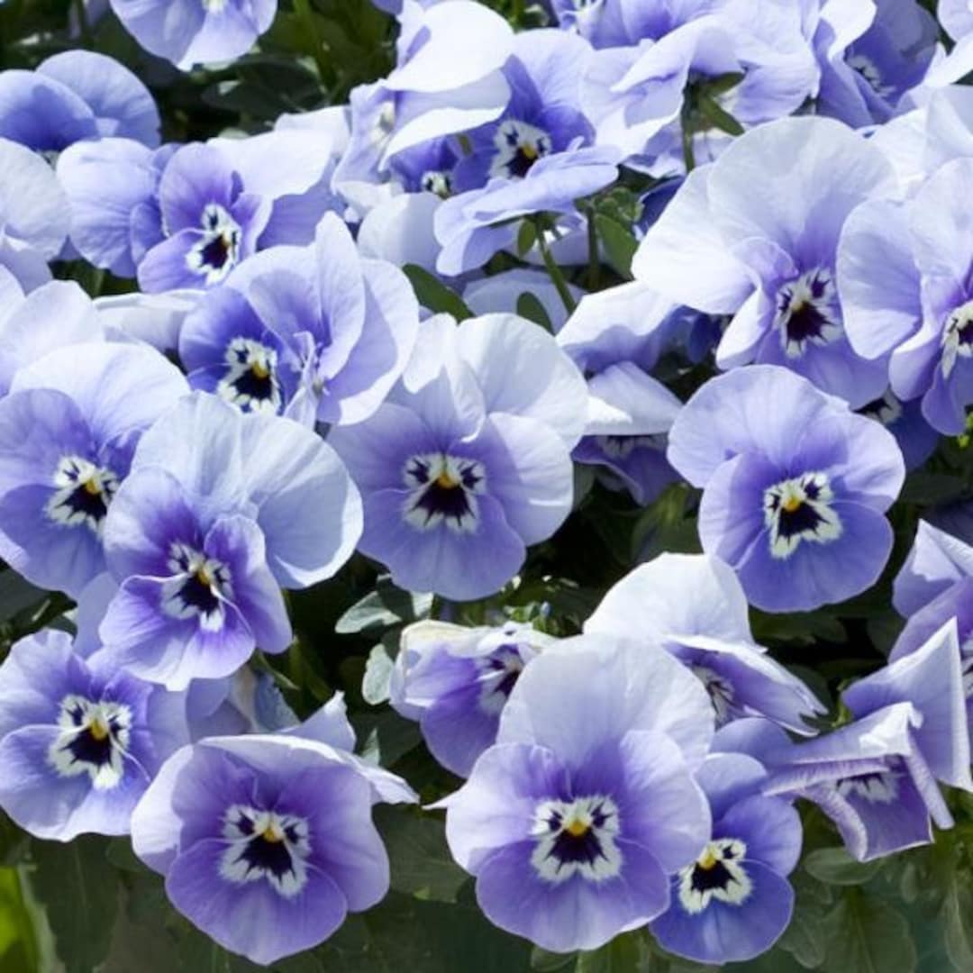 NEW! Freefall Marina Pansy Seeds, Viola X Wittrockiana, VL2420 - Etsy