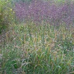 Bulk 200 Native Purple Top Grass Seeds, Tridens Flavus, Ornamental ...
