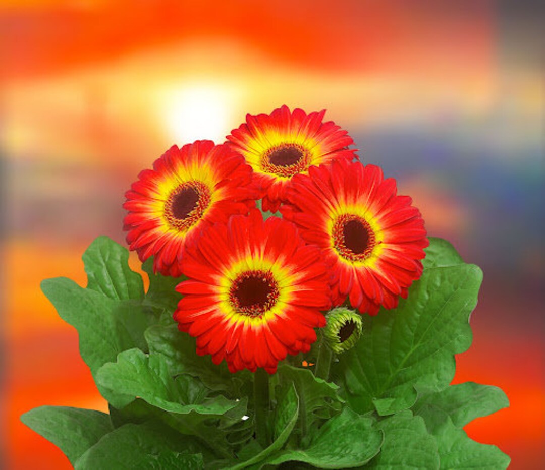 NEW! 5 Fireball Gerbera Daisy Seeds, Dark Eye Floriline, Gerbera ...