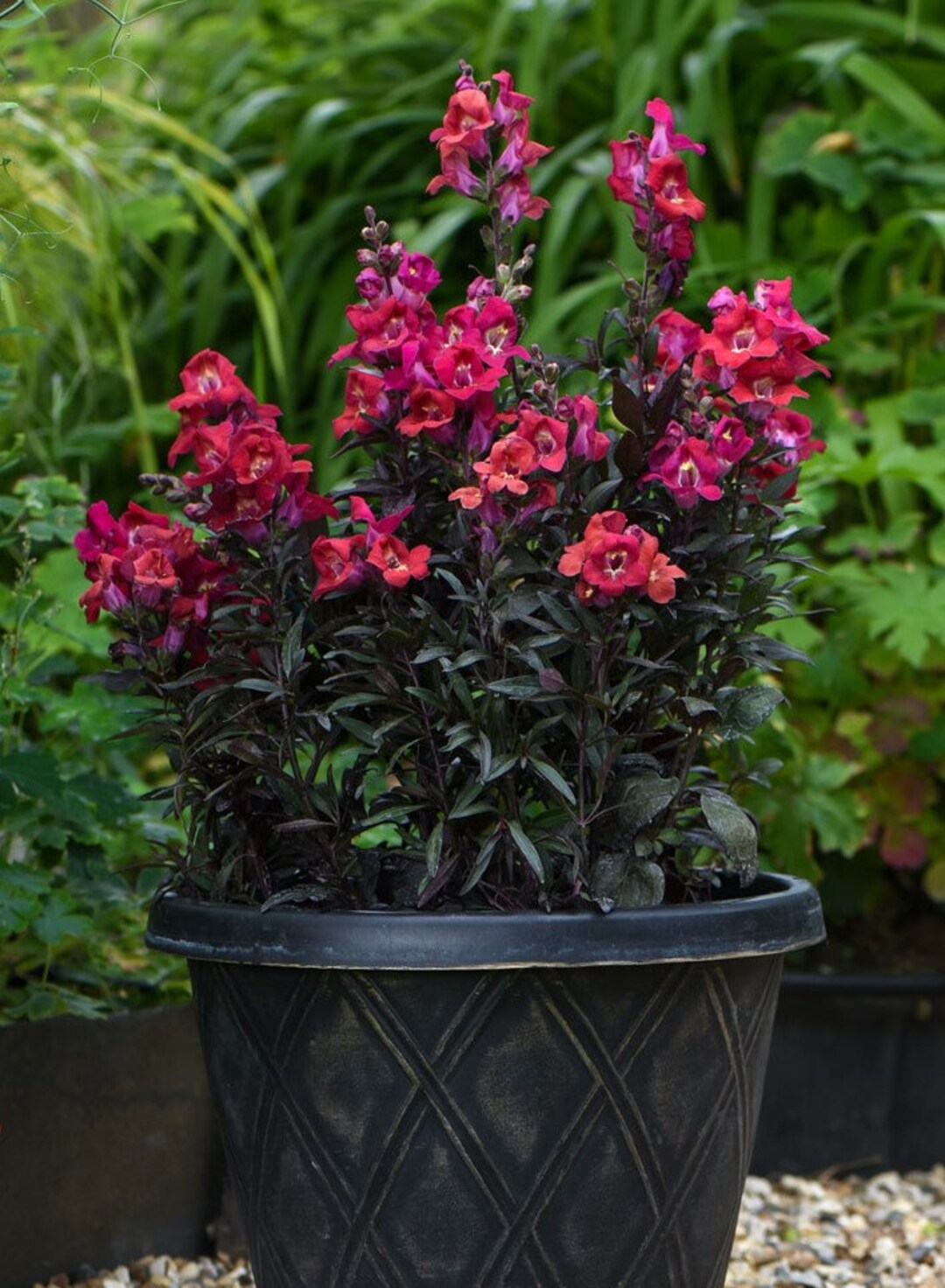 NEW! Mini Cherry Cola Snapdragon Seeds, Black Foliage, Gothic Garden ...