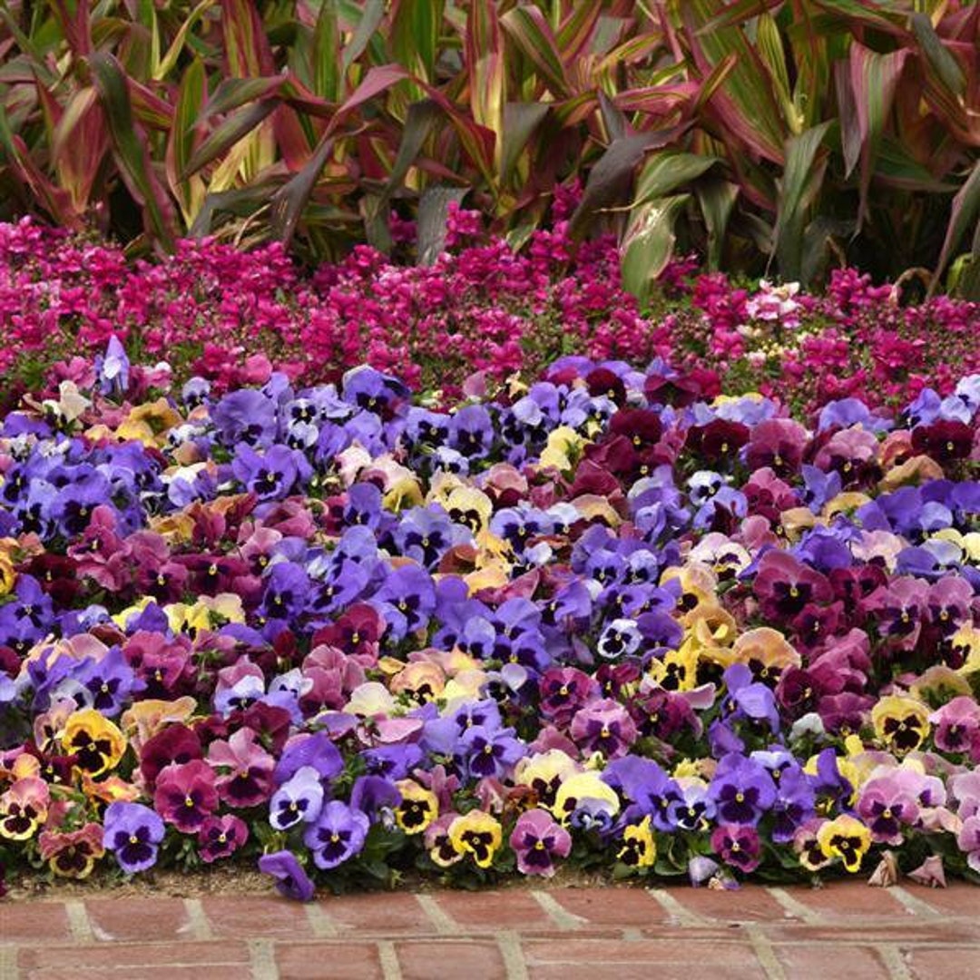 NEW Matrix Coastal Sunrise Pansy Seeds, Viola Wittrockiana VL2525 - Etsy