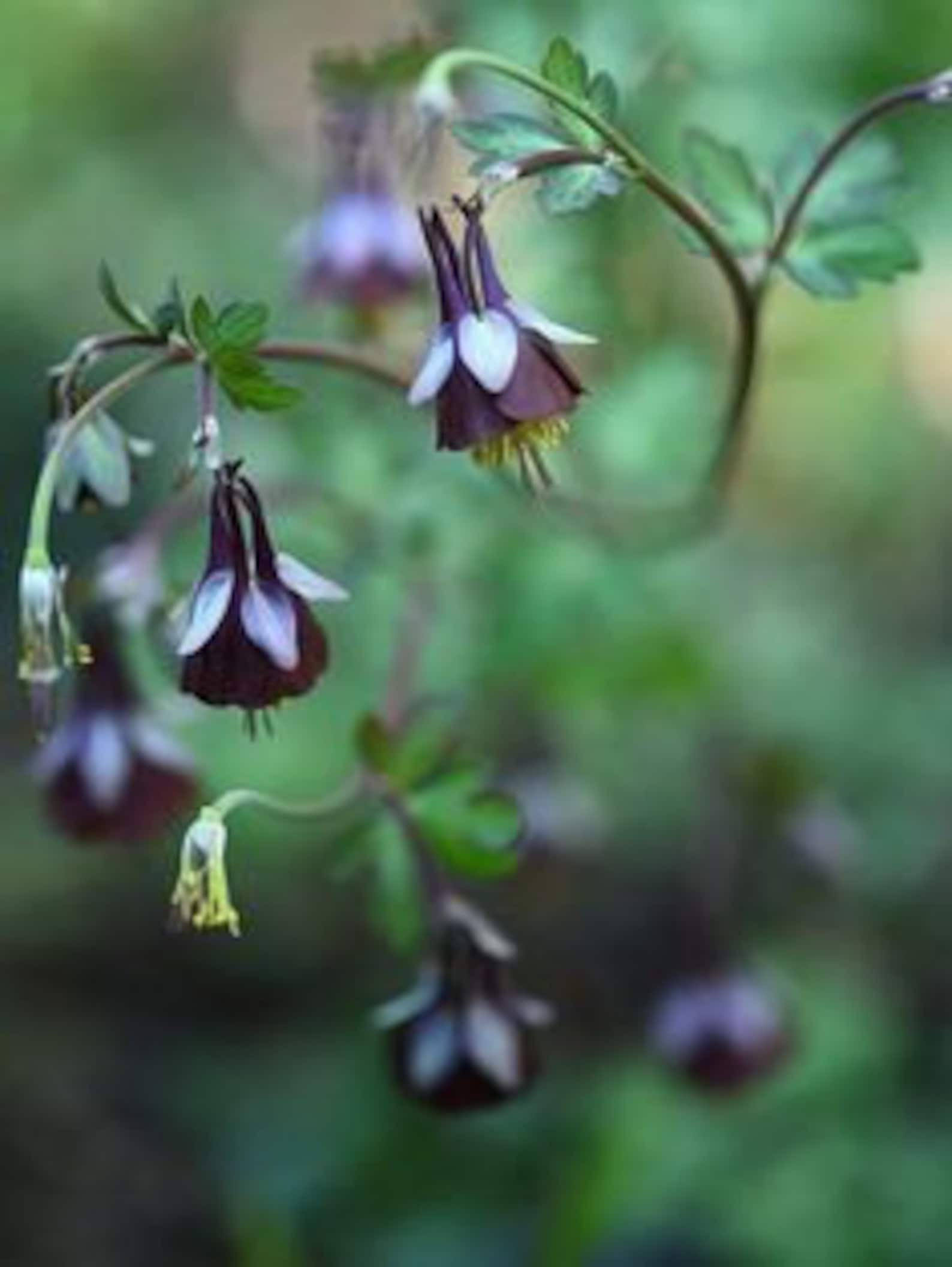 Black Chocolate Soldier Gothic Columbine Seeds, Black Flowering Shade ...