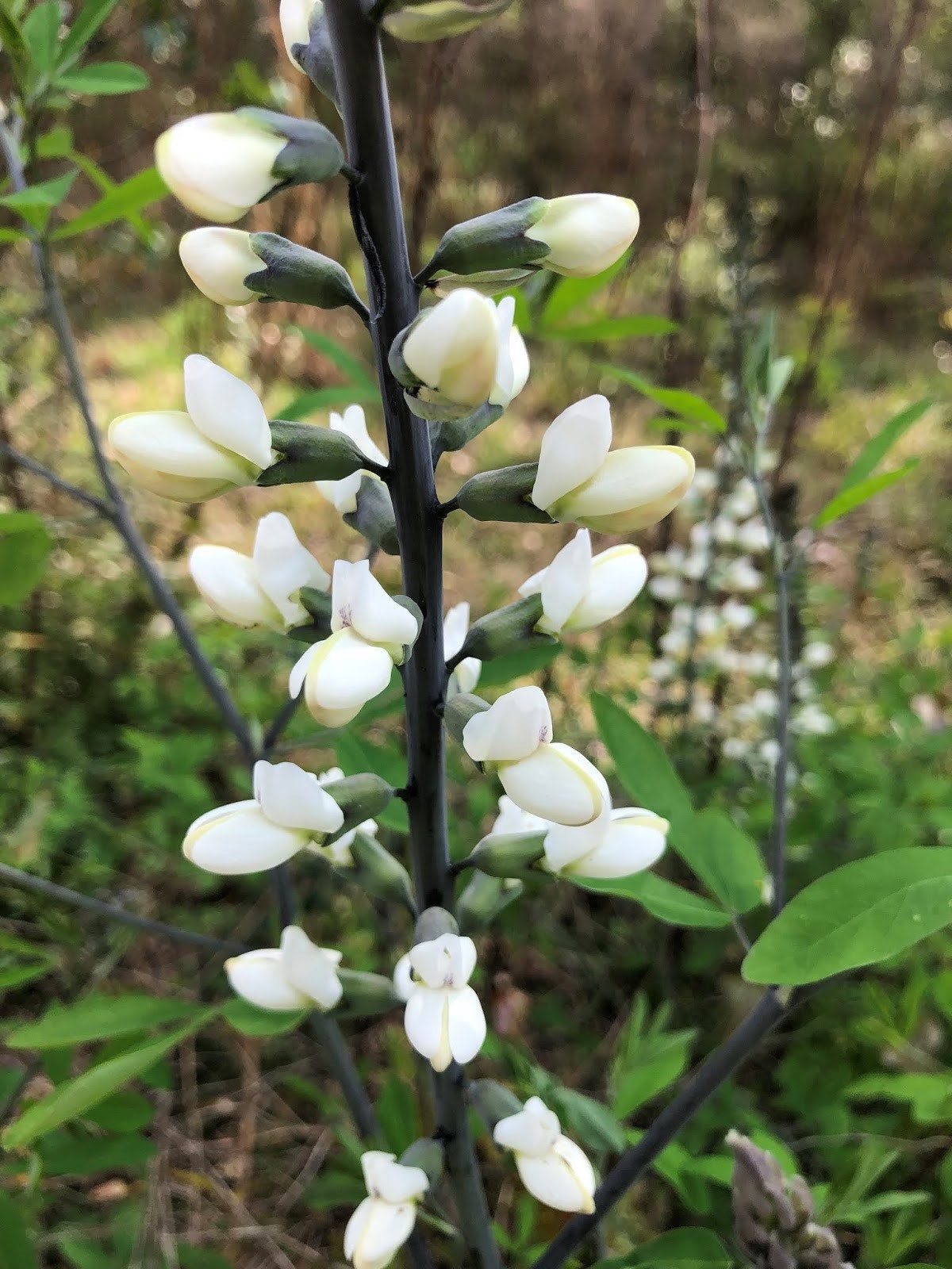 50 White Wild Indigo Seeds, Baptista Alba BP0250 - Etsy