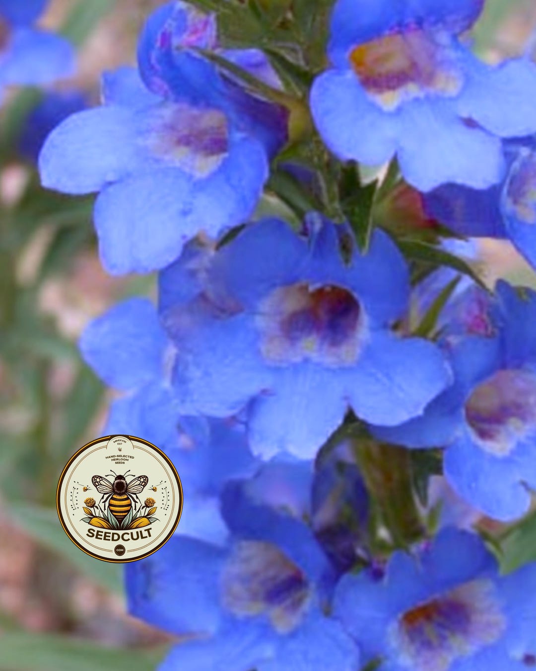 NEW! Pagoda Penstemon Seeds, Penstemon Angustifolius, US Native ...