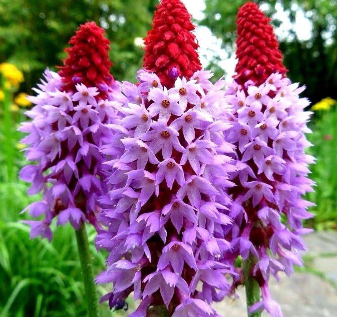 Orchid Primrose Seeds, Primula Vialii PM3220 - Etsy
