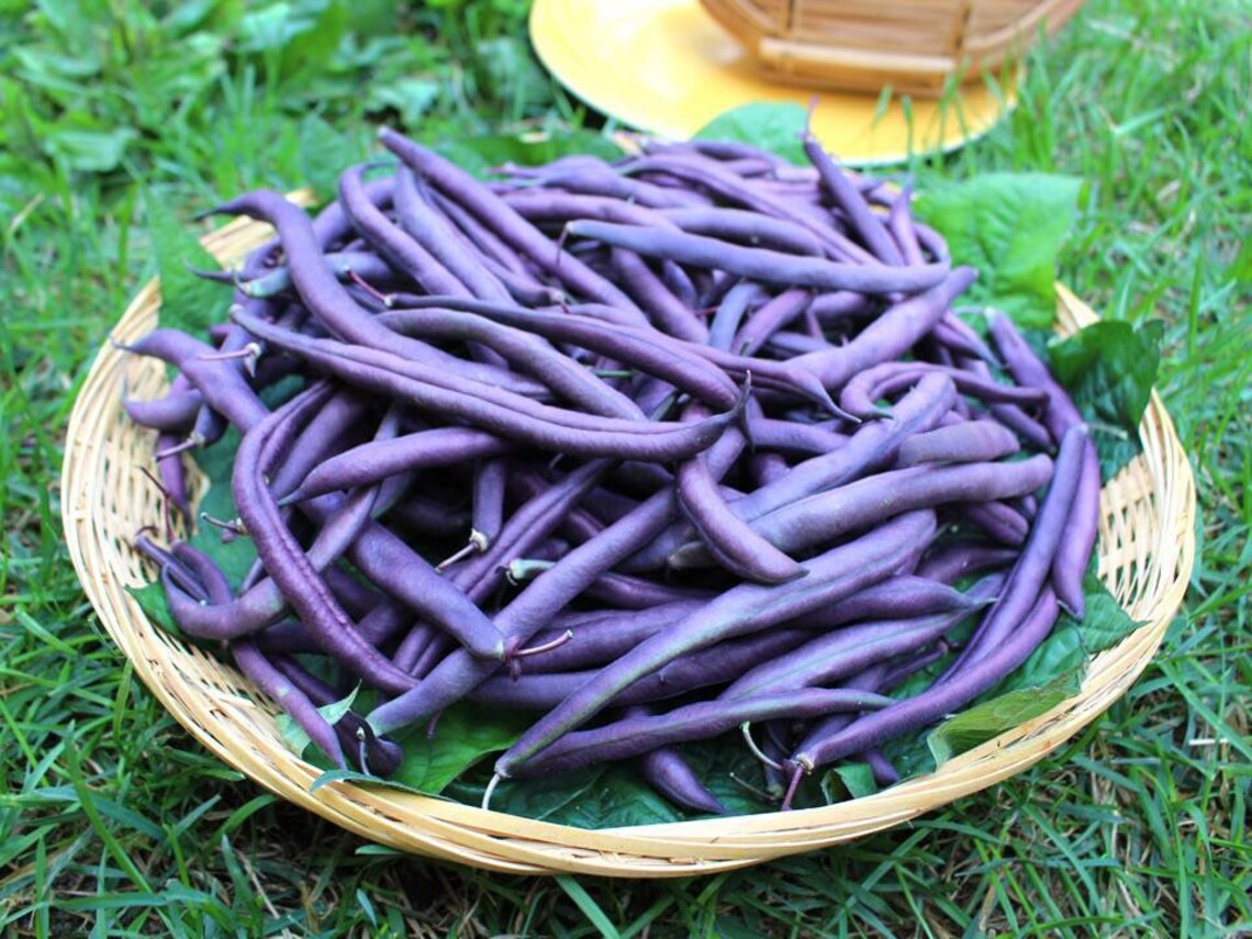 50 Royal Purple Pod Bush Beans, Organic Phaseolus Vulgaris, Royalty ...