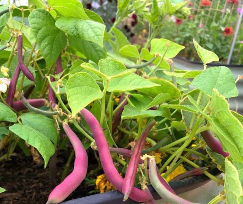 Tanya's Pink Pod Bush Snap Bean, Iridescent Pink, Organic Phaseolus ...