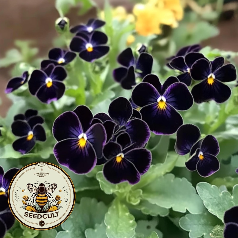 Yellow and Violet - Etsy