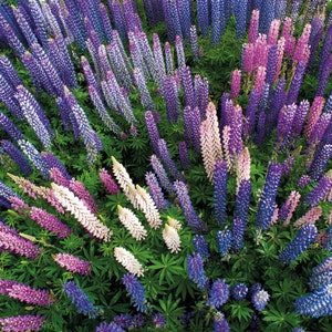 Rainbow Lupine 9 Color Mix Seeds, Lupinus Polyphyllus LP0150 - Etsy