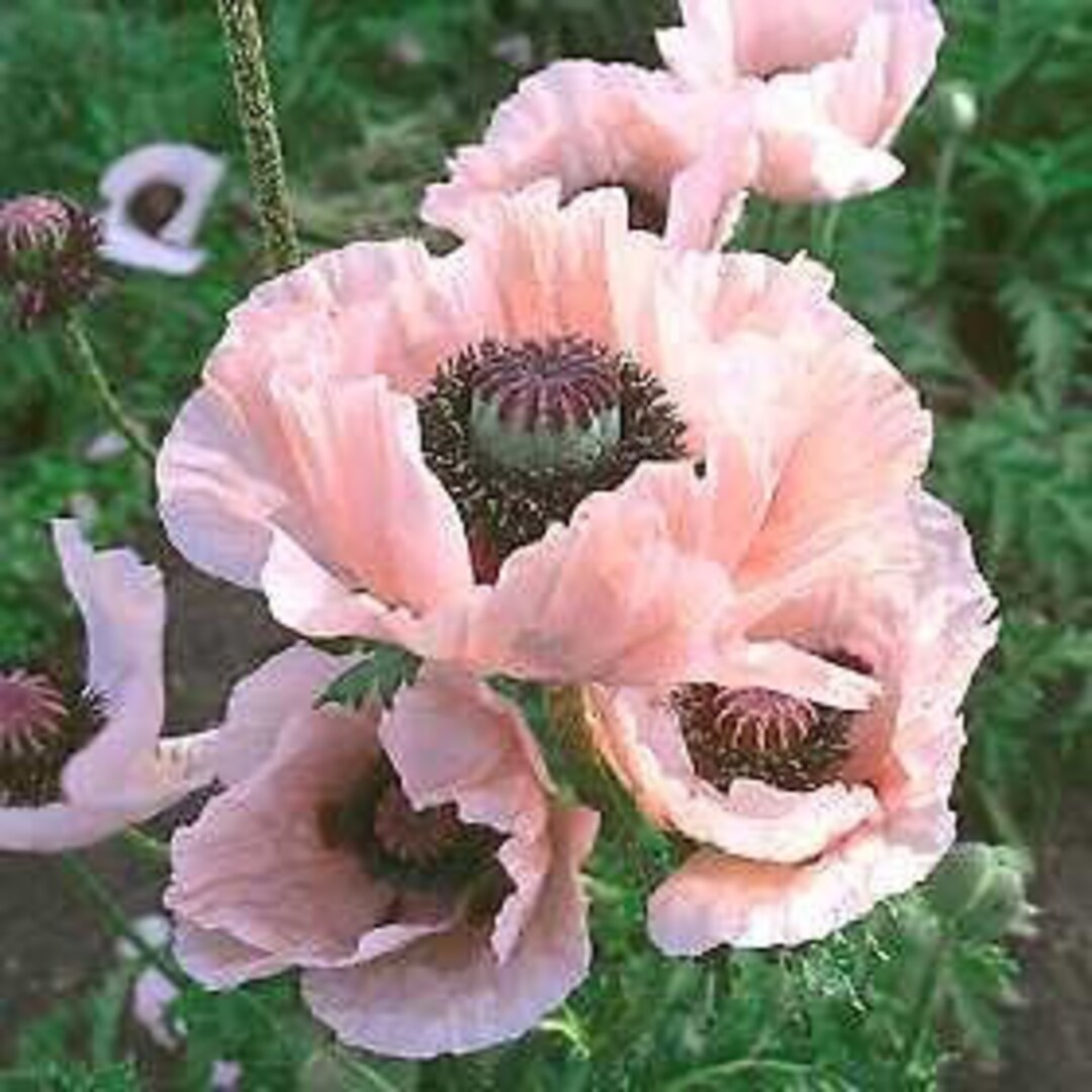 50 Coral Reef Oriental Poppy Seeds, Papaver Orientale, Soft Peach ...