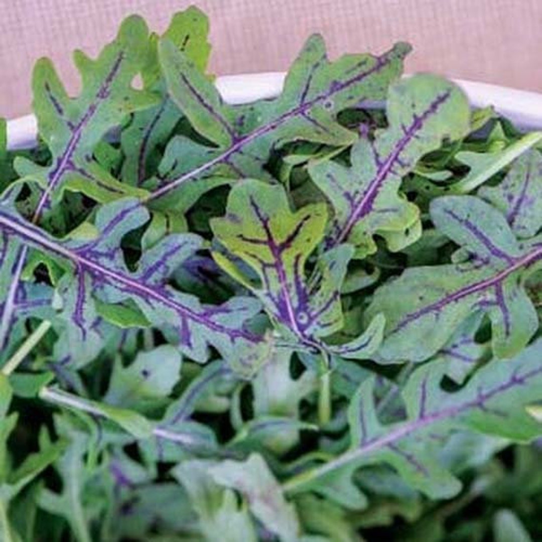 Red Dragon Arugula Seeds, Red Vein Eruca Vesicaria Sativa EV0235 - Etsy