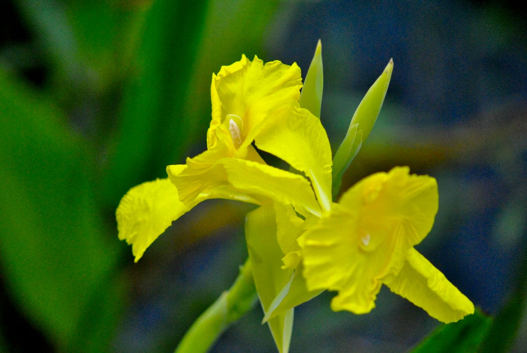 NEW! Native Everglades Canna Seeds, Golden Canna, Florida, Alabama, S ...