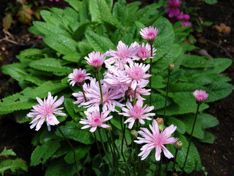 20 Rare Pink 'dandelion' Rose Maiden Hawksbeard - Etsy