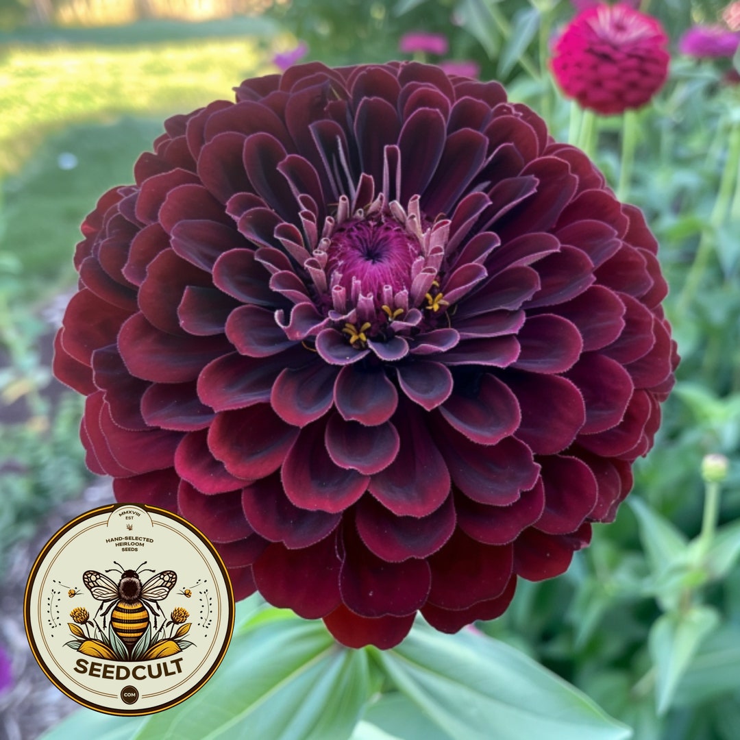 Benary's Giant Wine Zinnia Seeds, Largest Giant Zinnias, Zinnia Elegans ...