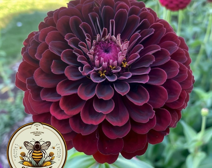 Benary's Giant Wine Zinnia Seeds, Largest Giant Zinnias, Zinnia Elegans ...