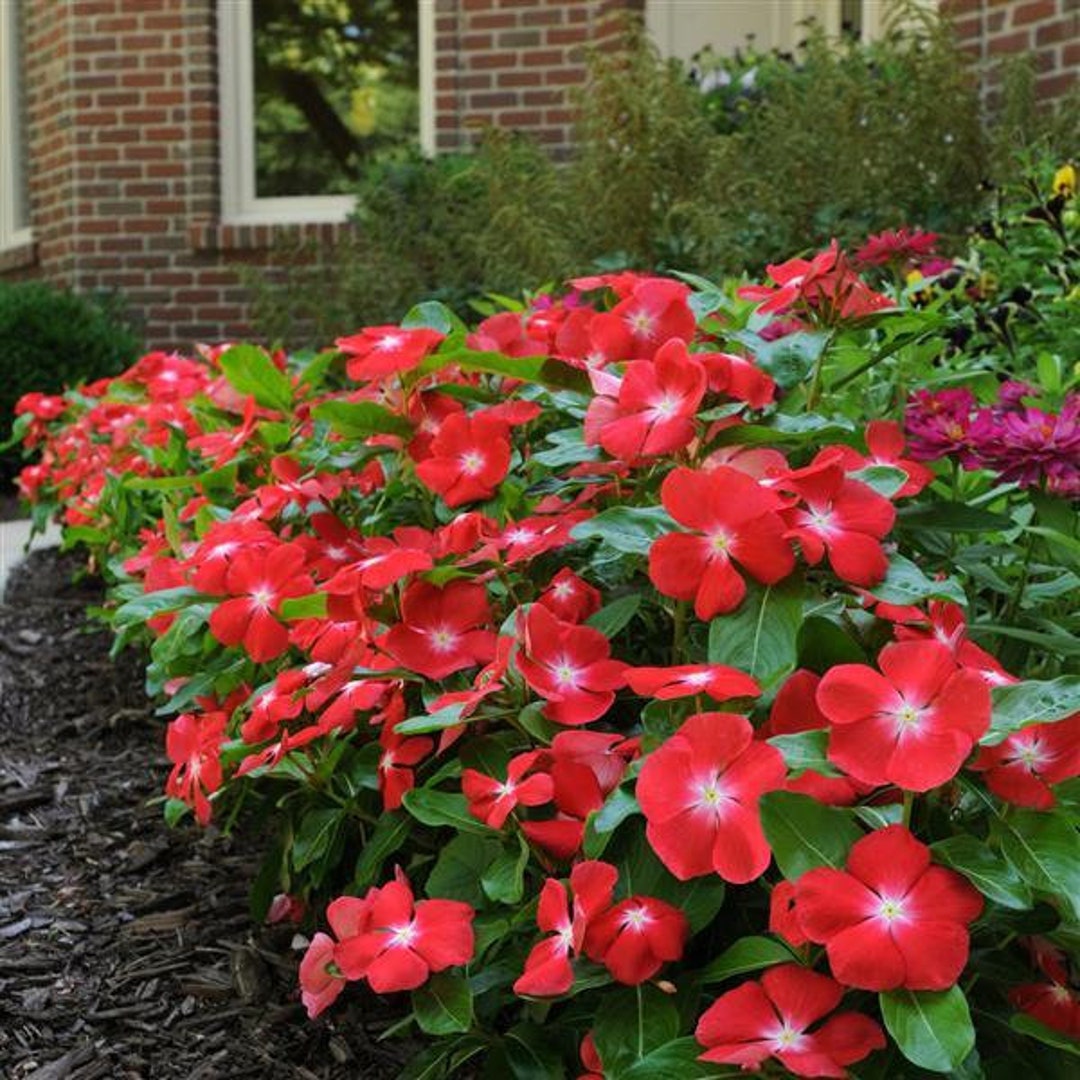Orange Vinca Seeds, Periwinkle, Pacifica Series, Catharanthus Roseus ...