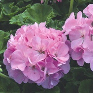 NEW 10 Quicksilver Pink Geranium Seeds, Maverick Series, Pelargonium ...