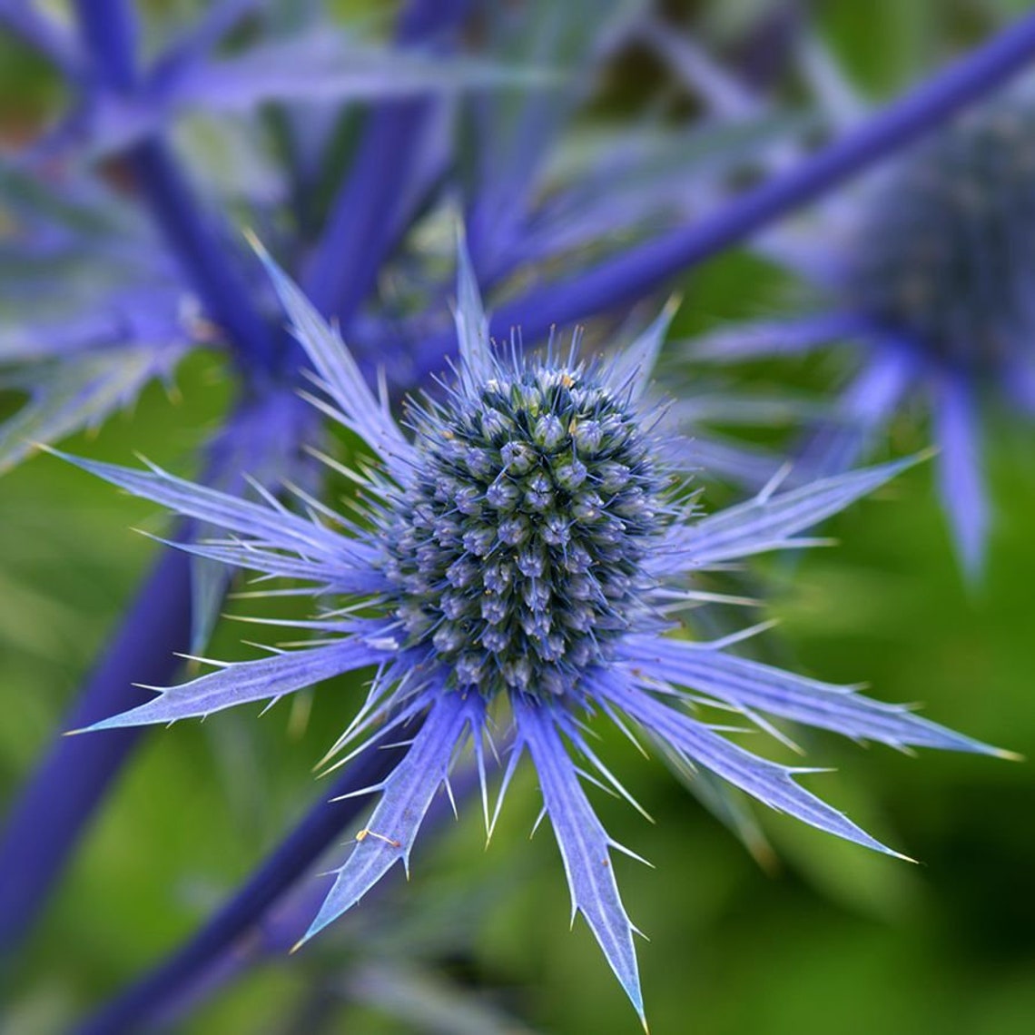 Blue Glitter Sea Holly Alpinum, Thistle, Eryngium Alpinum Superbum ...