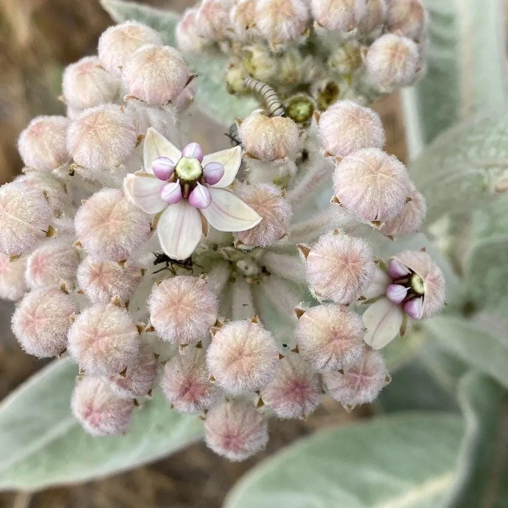 NEW! Indian Milkweed Seeds, Wooly Pod, Western US Native, Asclepias ...