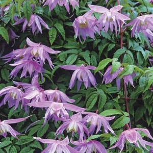 Downy Clematis Seeds, Clematis Macropetala, Vining Clematis CT2210 - Etsy