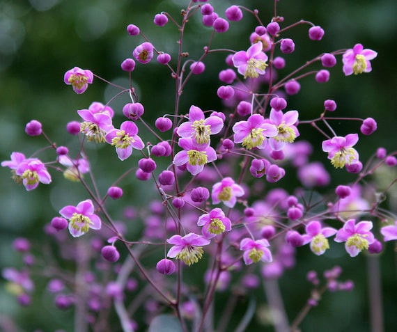 Meadow Rue Plant
