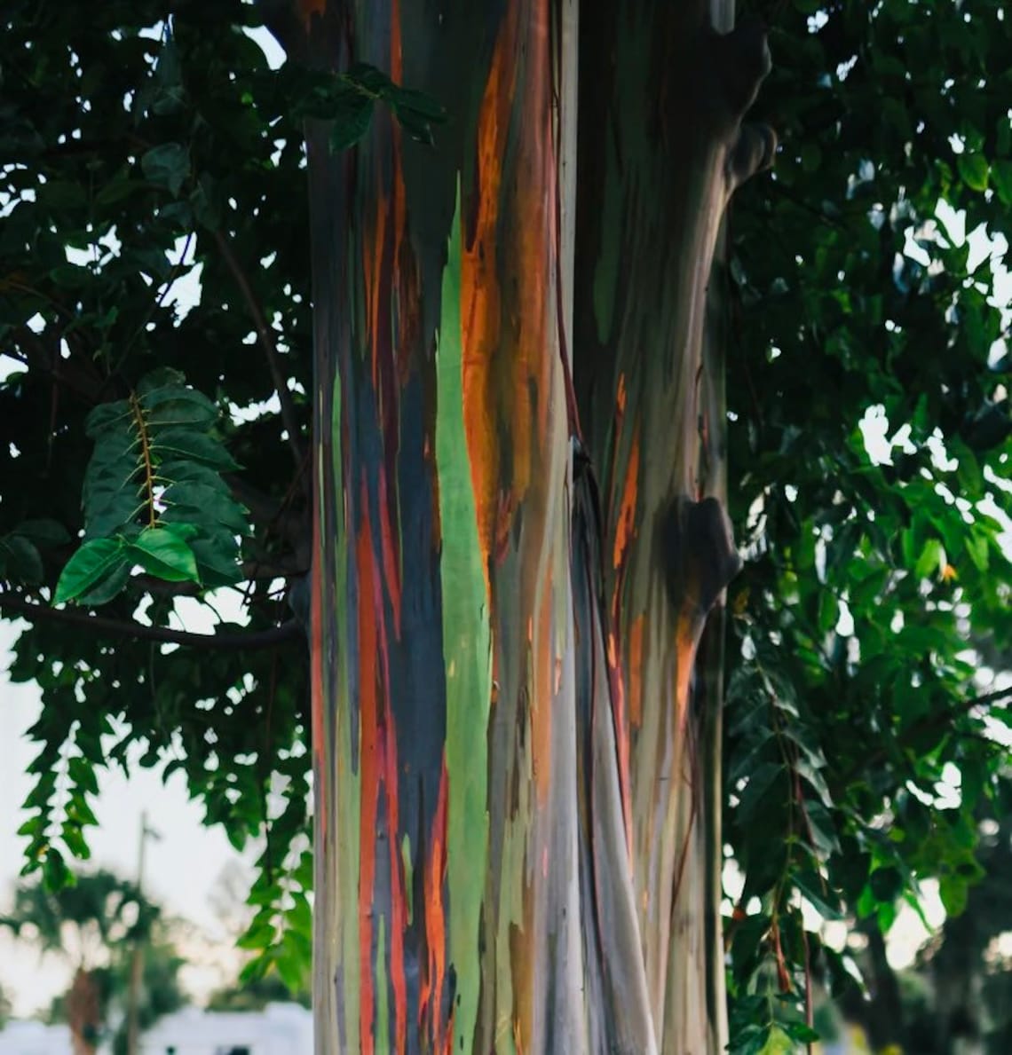 50 Rainbow Eucalyptus Tree Seeds Eucalyptus Deglupta - Etsy
